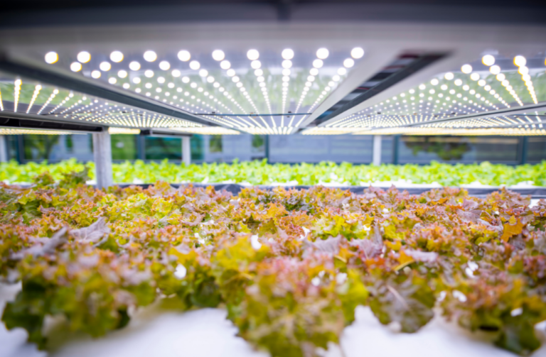 Greenhouse Microgreens - Greenhouse-Guide