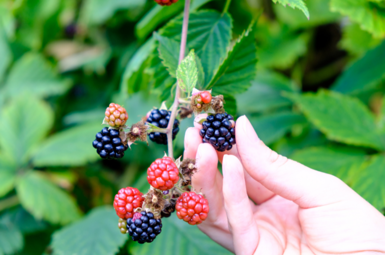 Growing Berries in a Greenhouse - Greenhouse-Guide