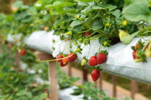 Growing Berries in a Greenhouse - Greenhouse-Guide